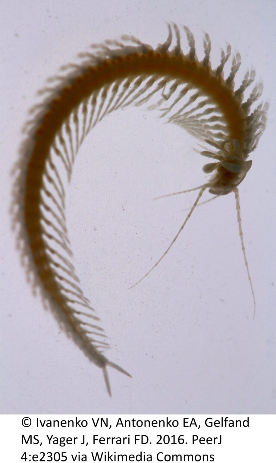 Marine animal venom holds potential for epilepsy treatment - Epilepsy ...