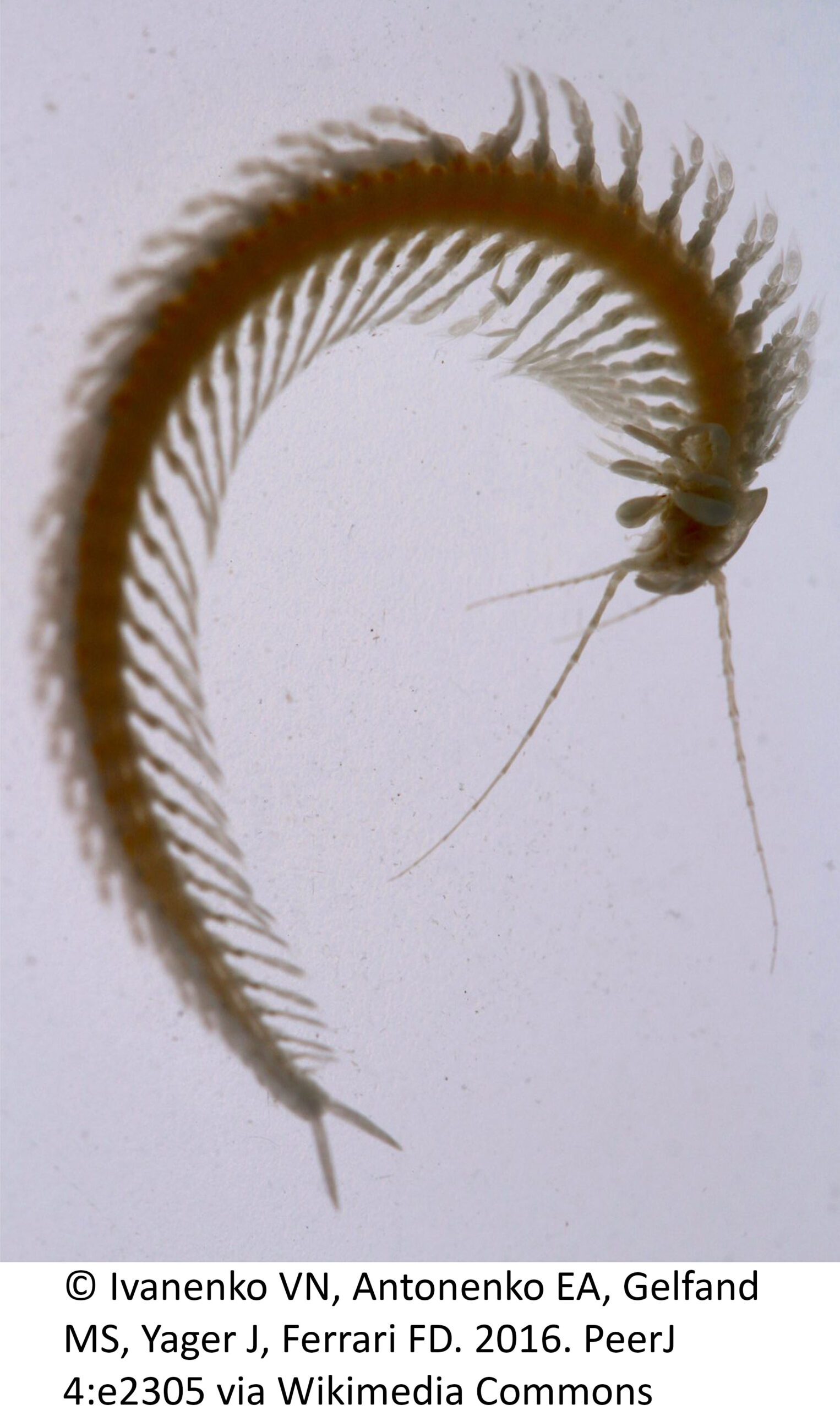 Marine animal venom holds potential for epilepsy treatment - Epilepsy ...