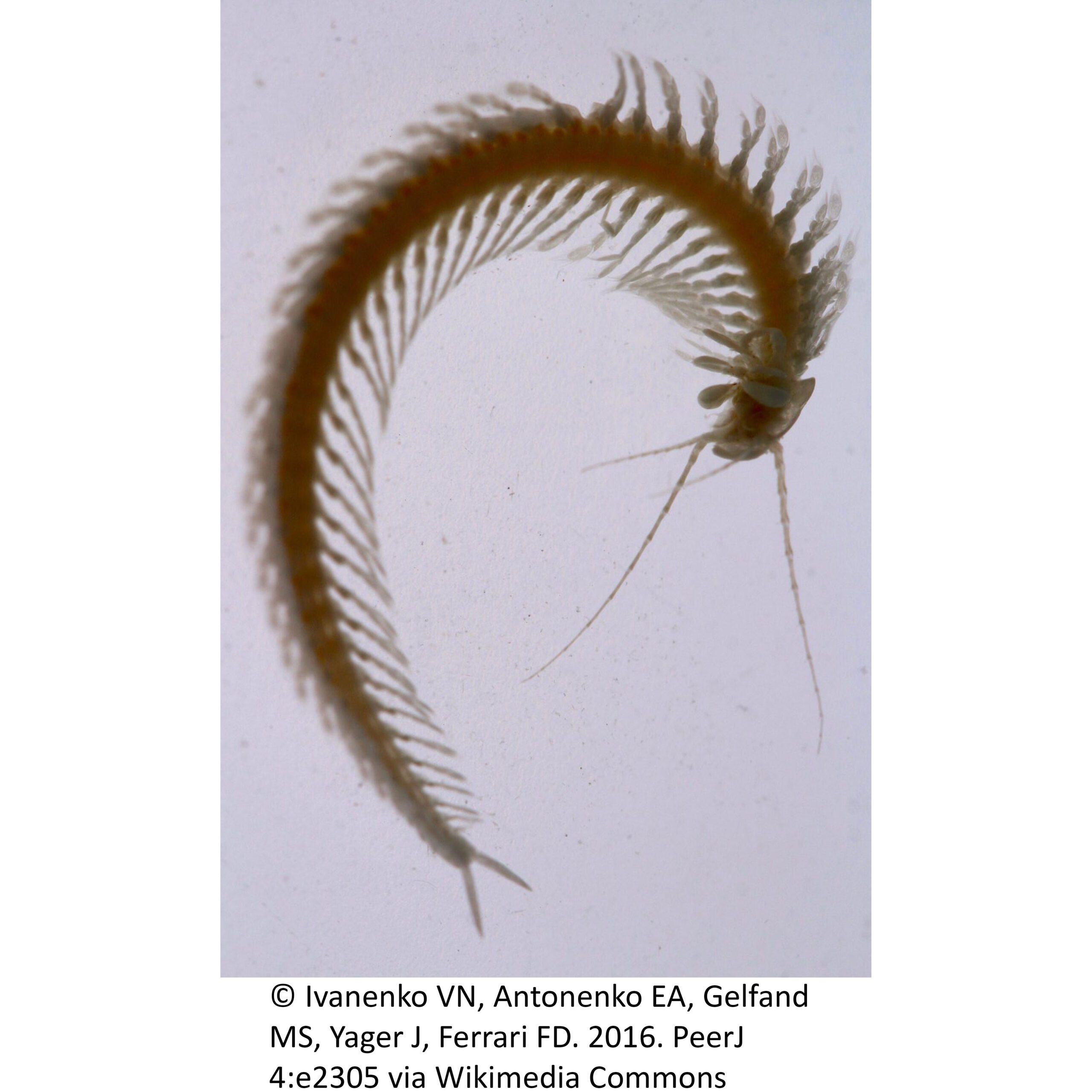 Marine animal venom holds potential for epilepsy treatment - Epilepsy ...